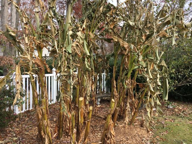 Winterizing Hardy Bananas Musa basjoo - Great Escape Farms
