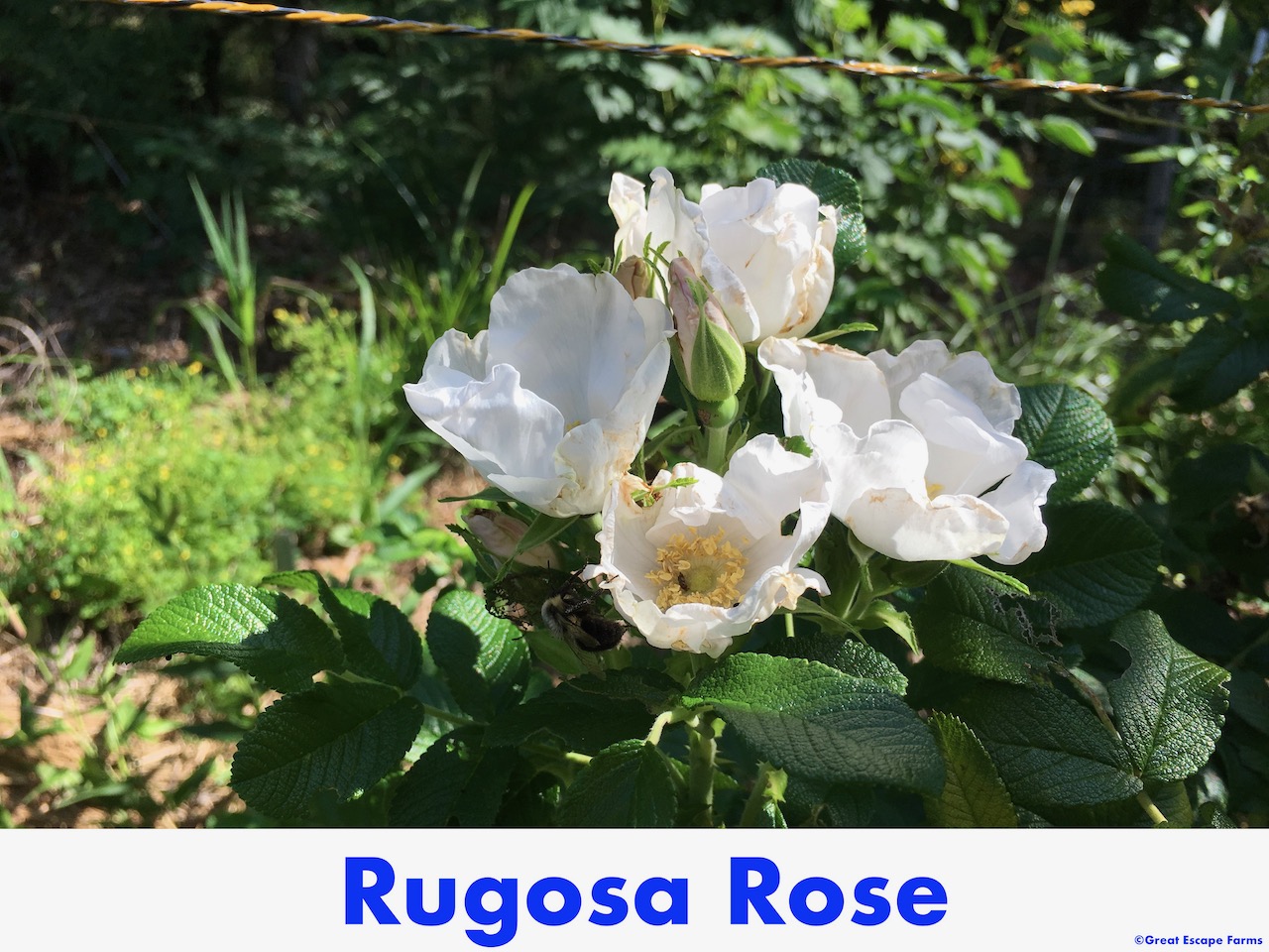 Rogosa-Rose - Great Escape Farms